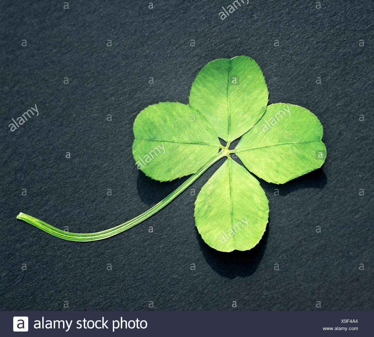 Four Leaf Clover High Resolution Stock Photography and Images - Alamy