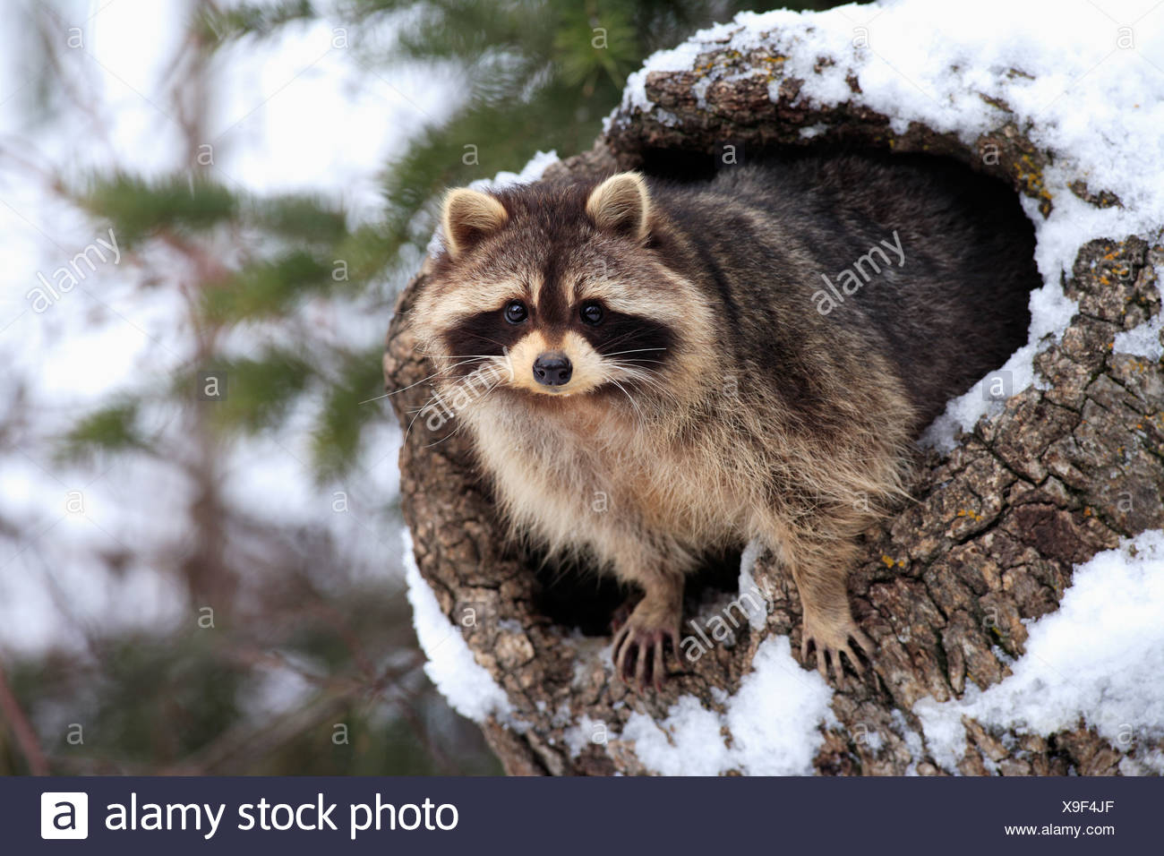 Racoon Snow High Resolution Stock Photography and Images - Alamy