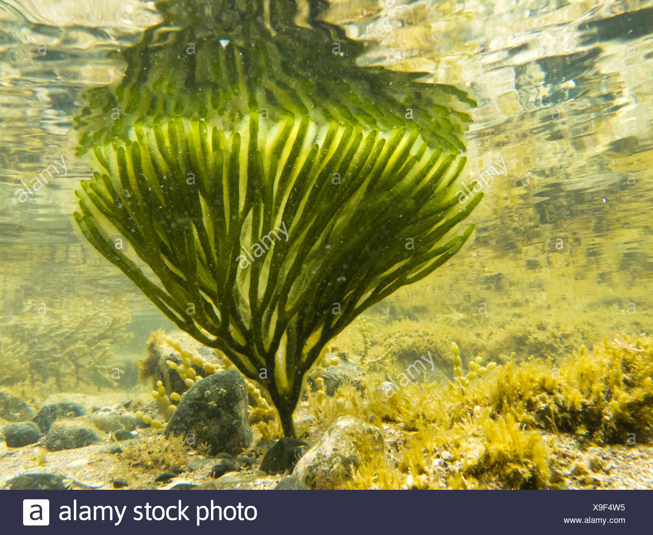 Attached To Seaweed Stock Photos & Attached To Seaweed Stock Images - Alamy