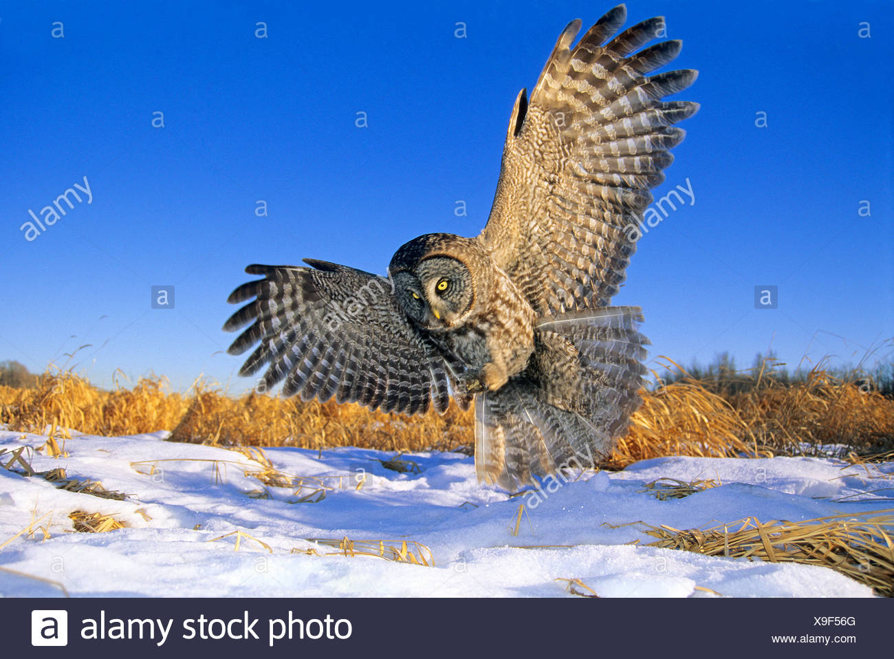 Swooping High Resolution Stock Photography and Images - Alamy