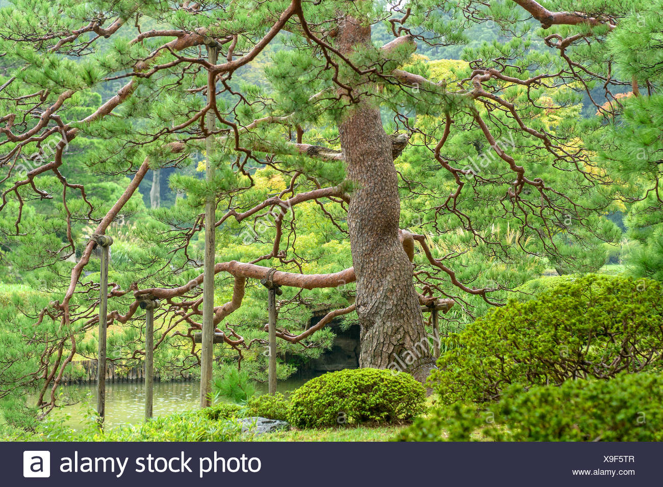 Japanese Red Pine Trees High Resolution Stock Photography and Images ...