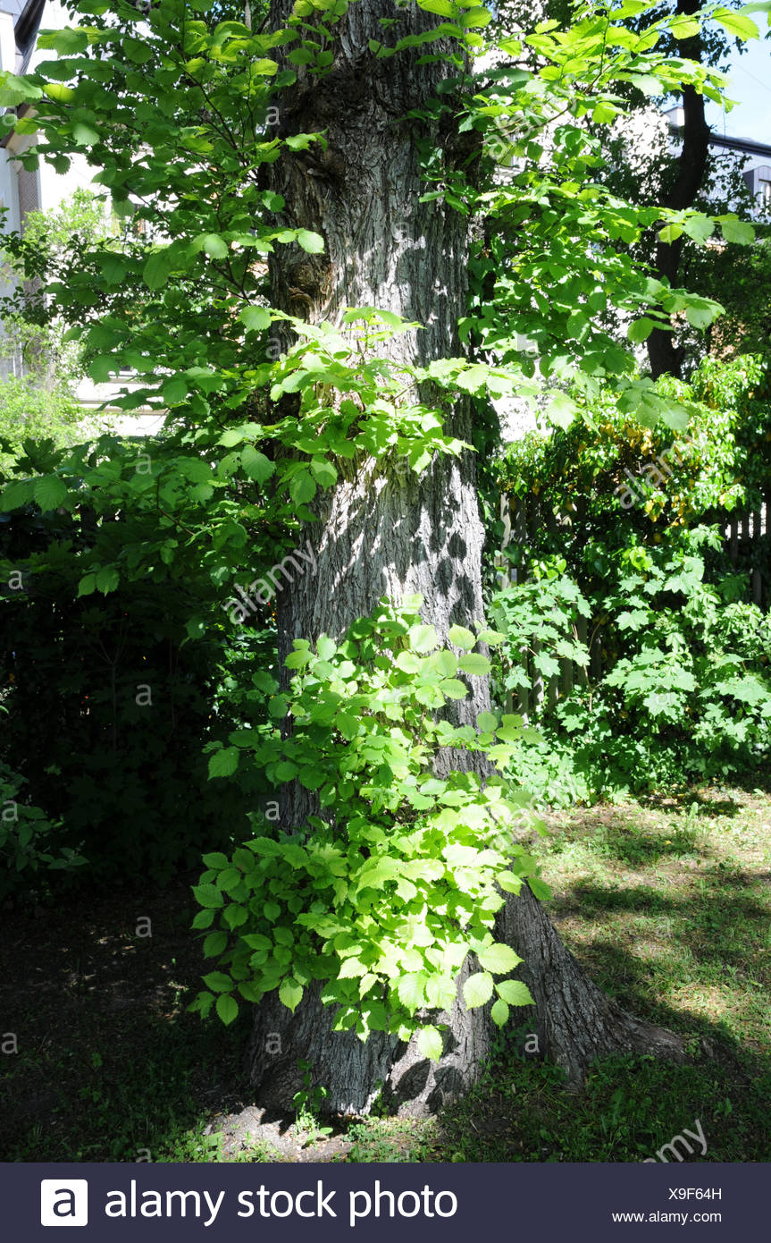 Ulmus Montana High Resolution Stock Photography and Images - Alamy