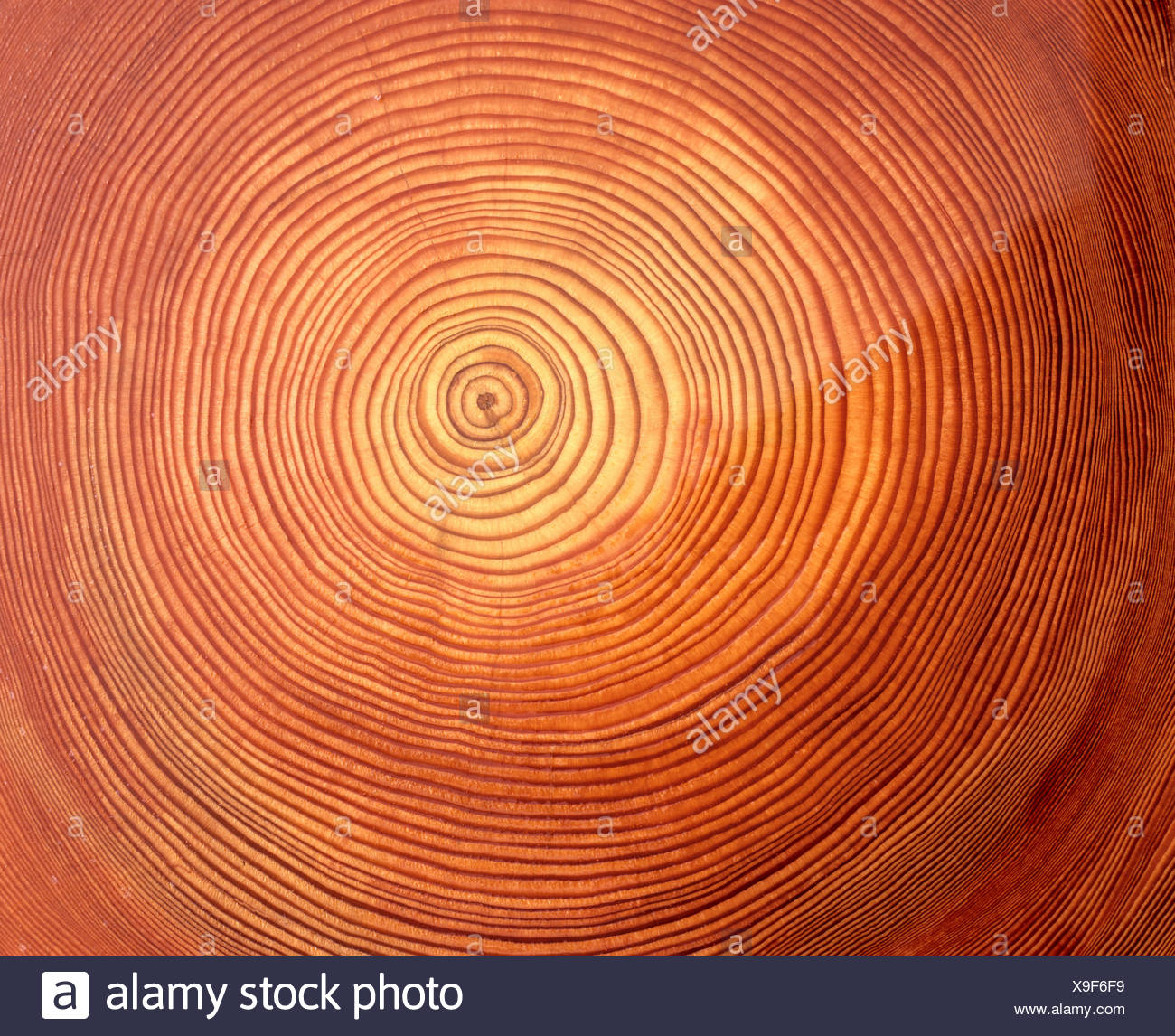 Cross Section Of Plants High Resolution Stock Photography and Images ...