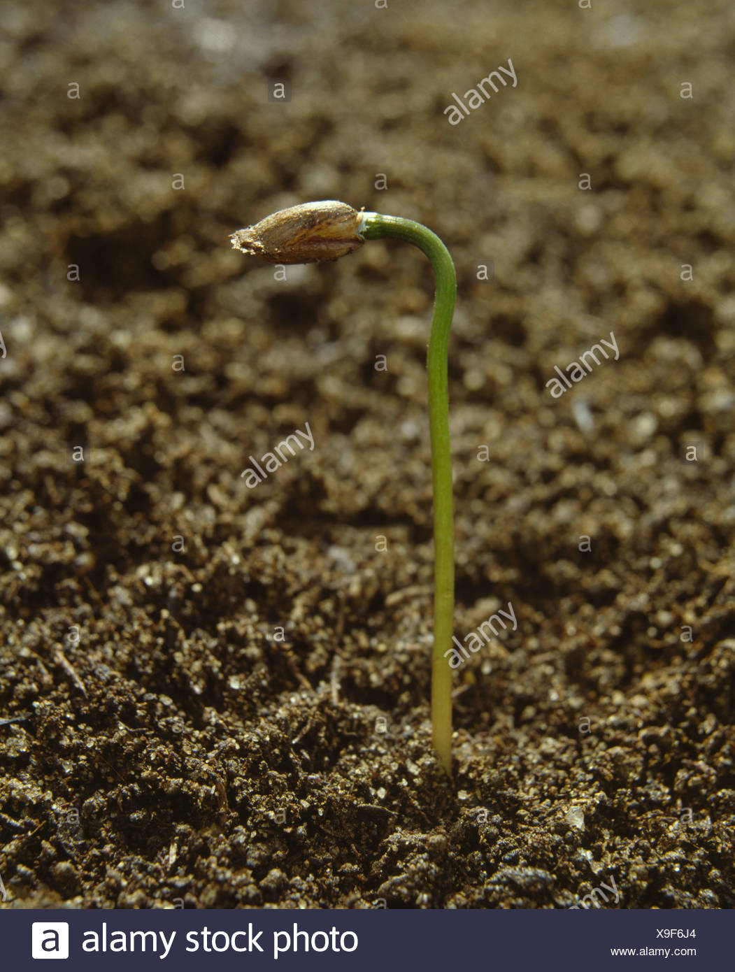 Pine Seedling High Resolution Stock Photography and Images - Alamy