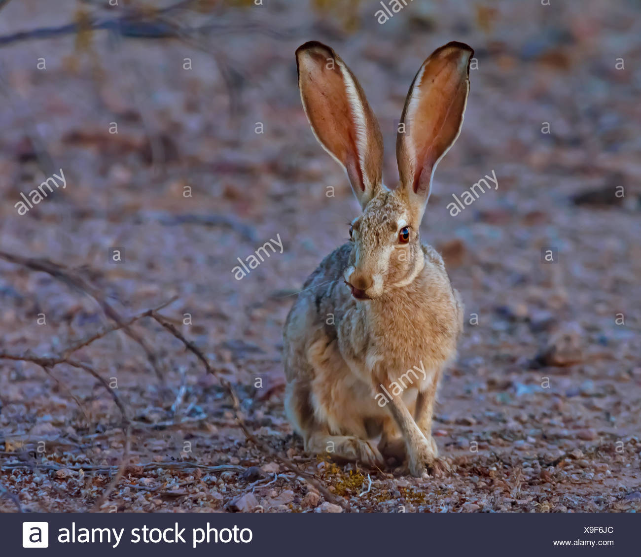 Jackrabbit High Resolution Stock Photography and Images - Alamy