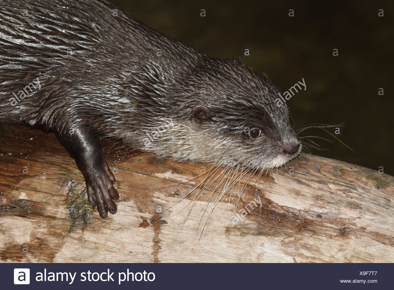 Asian Dwarfs Viper High Resolution Stock Photography and Images - Alamy