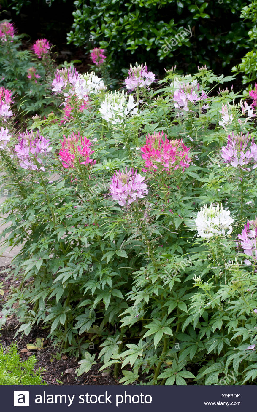 Cleome Sparkler Stock Photos & Cleome Sparkler Stock Images - Alamy