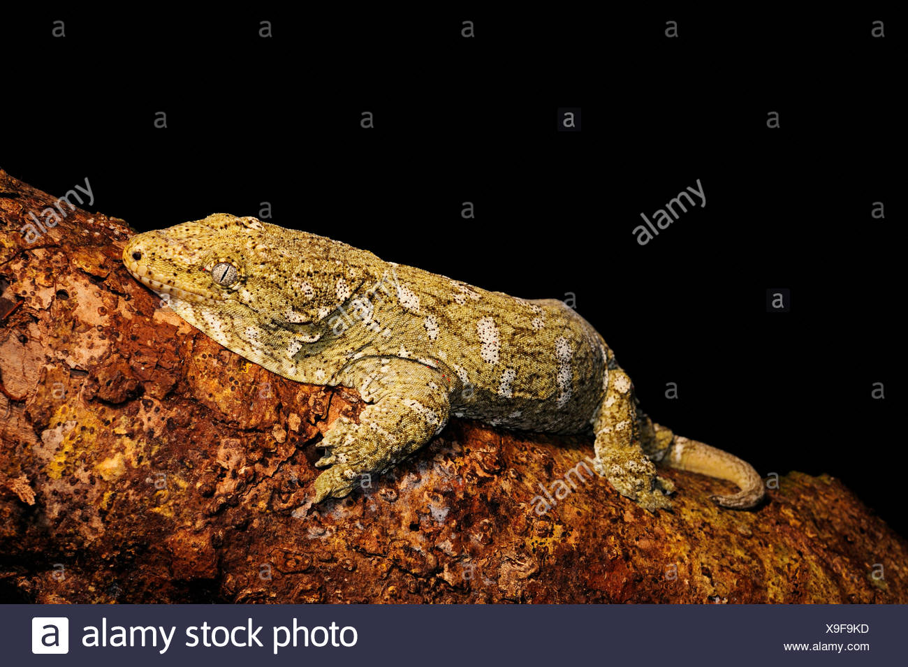 New Caledonia Giant Gecko Rhacodactylus Leachianus Henkeli High ...