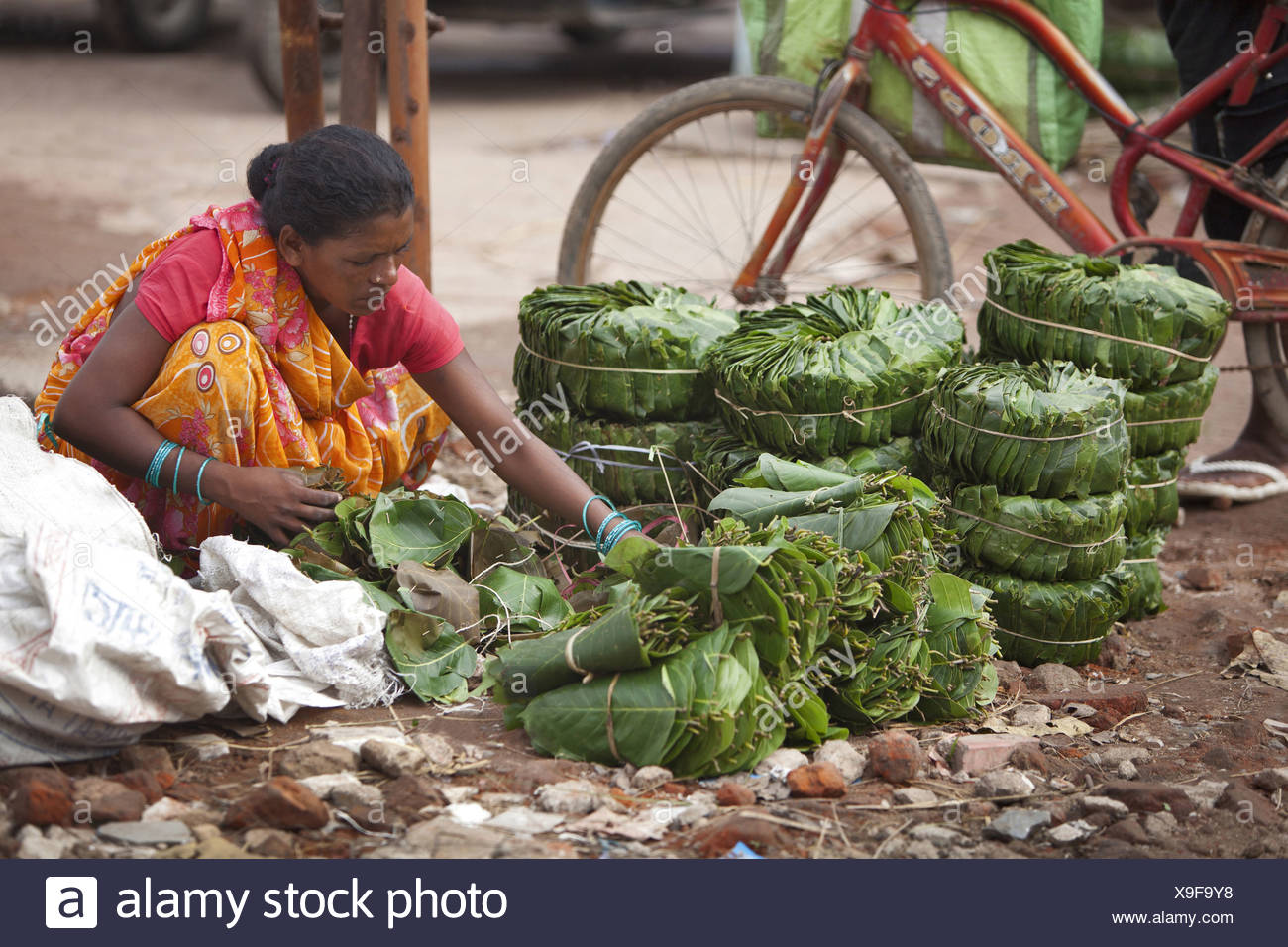 Shorea Robusta India High Resolution Stock Photography and Images - Alamy
