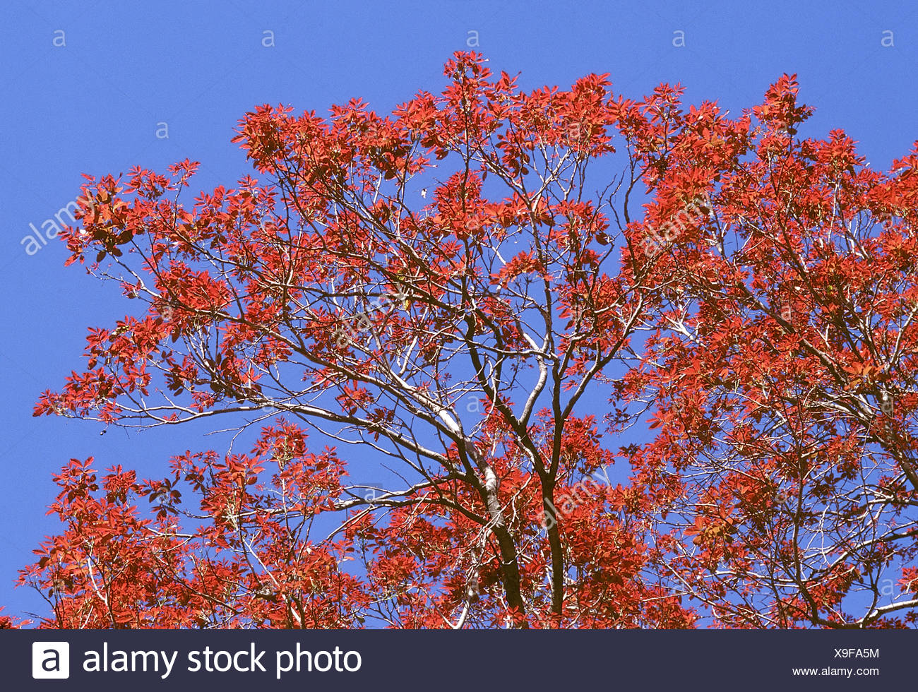 Kusum Stock Photos & Kusum Stock Images - Alamy
