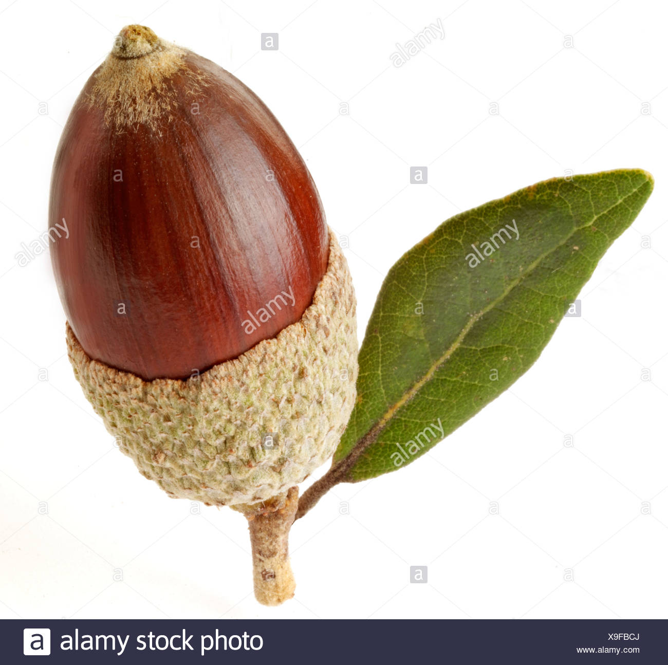 One Acorn High Resolution Stock Photography and Images - Alamy