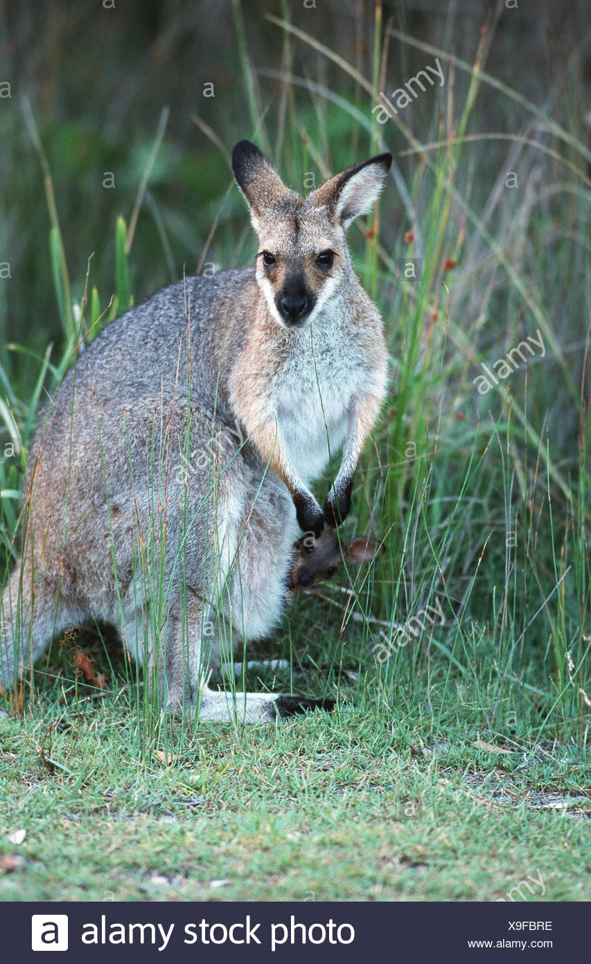Pretty Face Wallaby High Resolution Stock Photography and Images - Alamy
