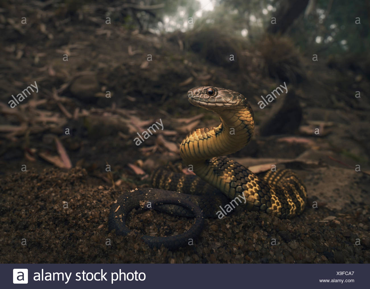 Tiger Snake High Resolution Stock Photography and Images - Alamy