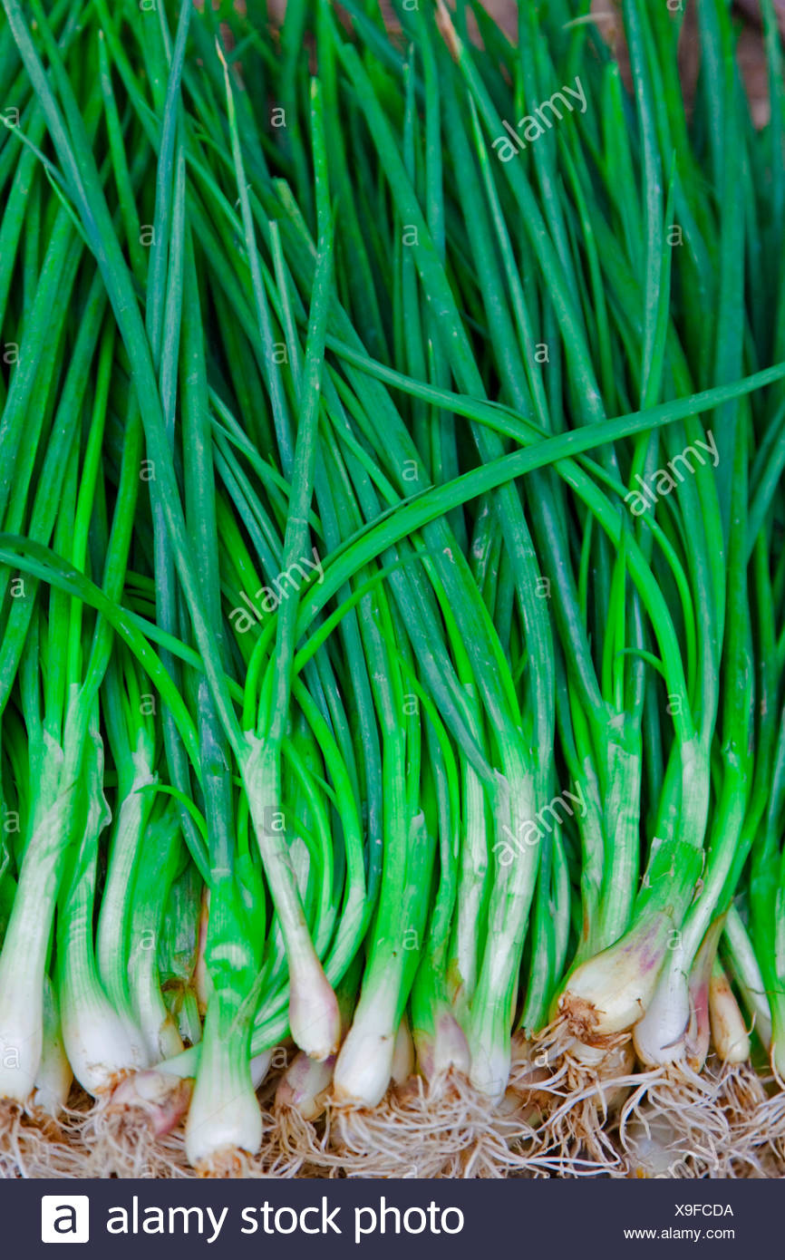Scallions Stock Photos & Scallions Stock Images - Alamy