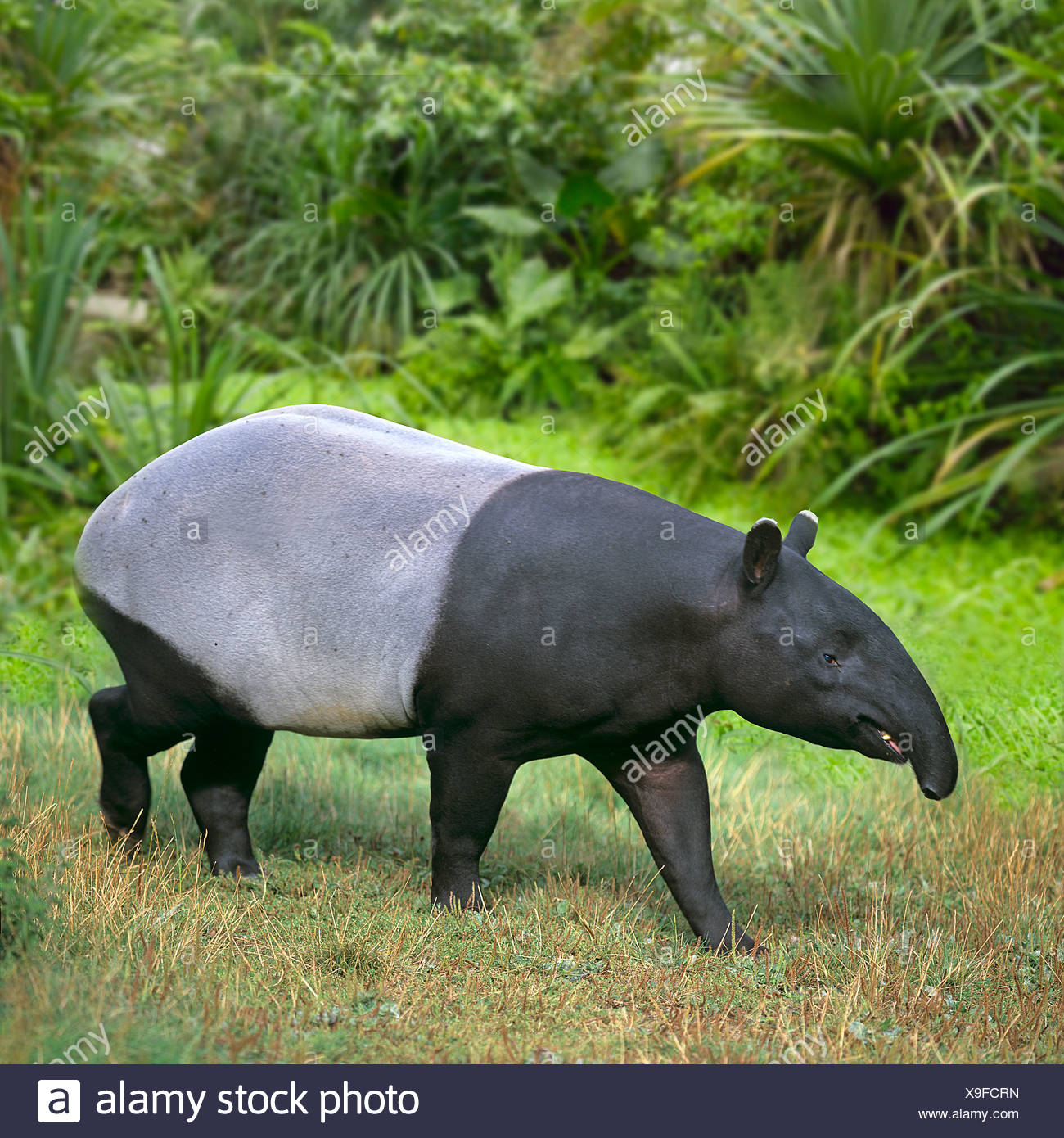 Malayan Tapir Tapirus Indicus High Resolution Stock Photography and ...