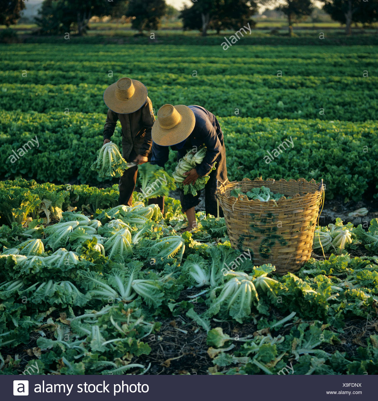 Cabbage Harvesting High Resolution Stock Photography and Images - Alamy