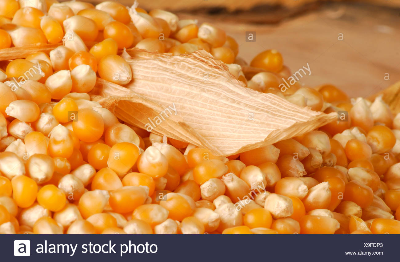 Maize Seeds High Resolution Stock Photography and Images - Alamy