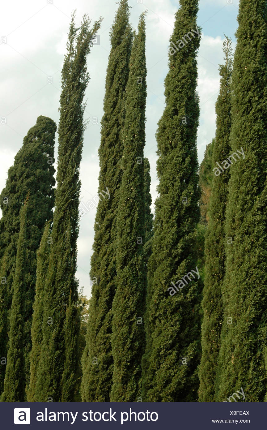 Cupressus Sempervirens Pyramidalis High Resolution Stock Photography ...