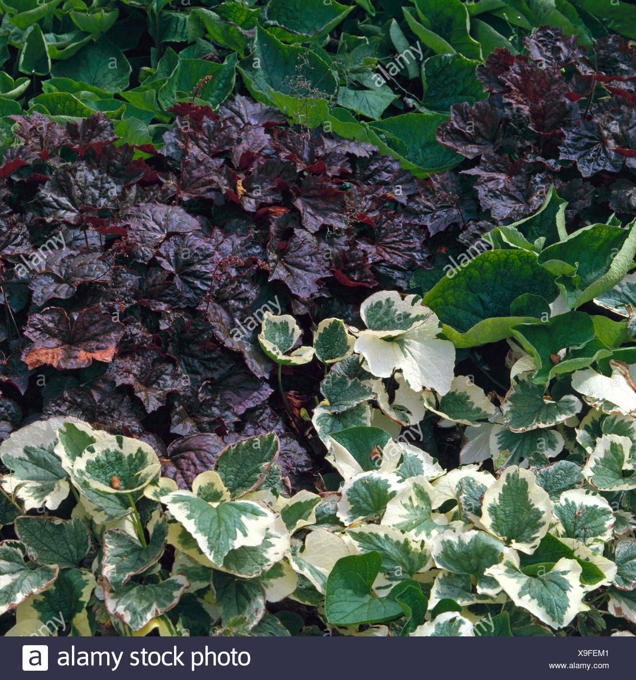 Heuchera Palace Purple High Resolution Stock Photography and Images - Alamy