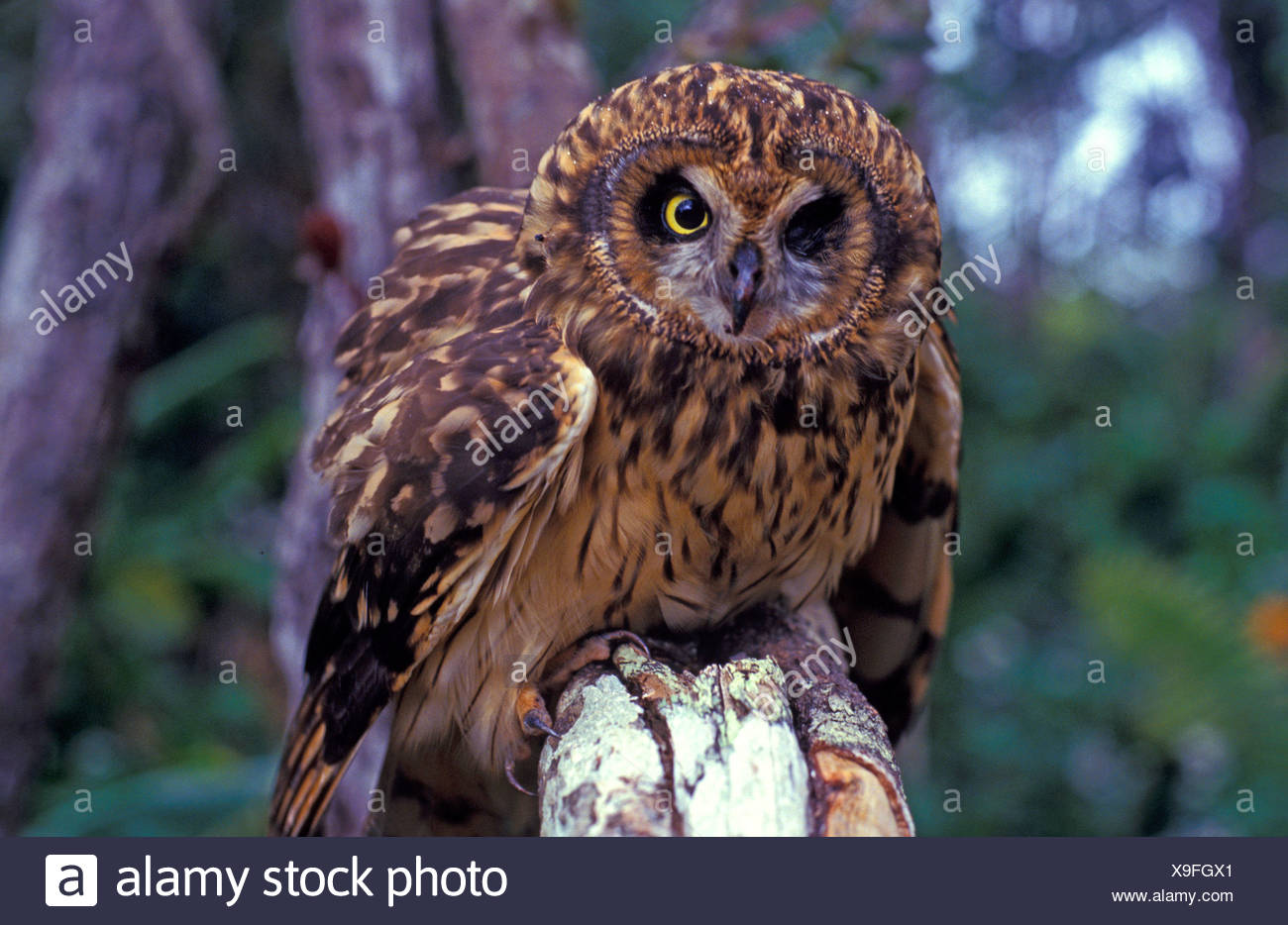 Pueo High Resolution Stock Photography and Images - Alamy