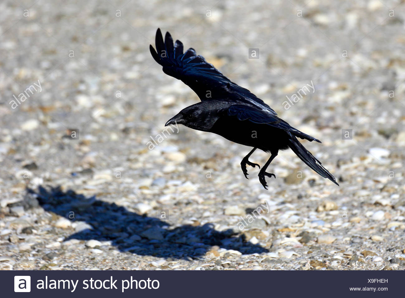 Crow Landing Stock Photos & Crow Landing Stock Images - Alamy