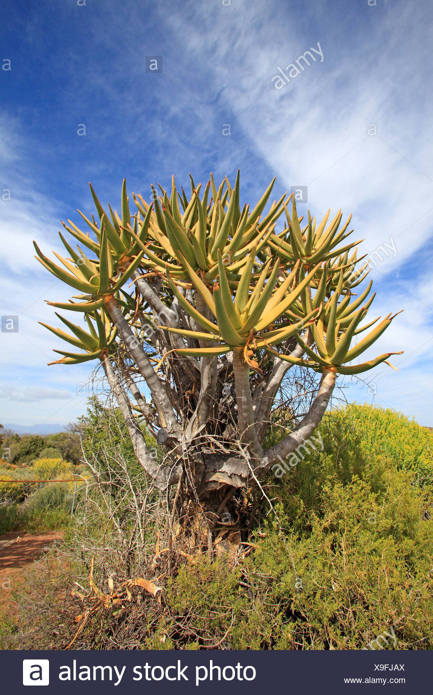 Karoo Karoo Botanical Garden High Resolution Stock Photography and ...