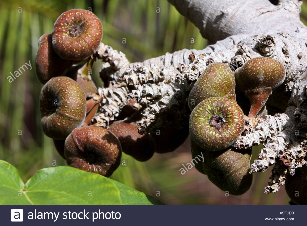 Elephant Tree Branch High Resolution Stock Photography and Images - Alamy