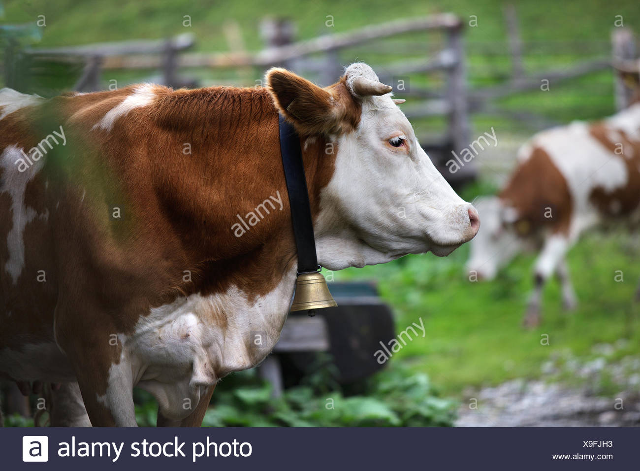 Simmental Cattle Stock Photos & Simmental Cattle Stock Images - Alamy