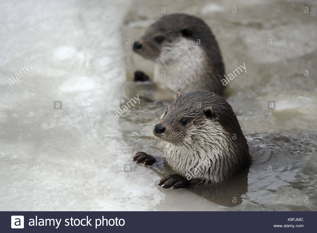 European Otters Stock Photos & European Otters Stock Images - Alamy