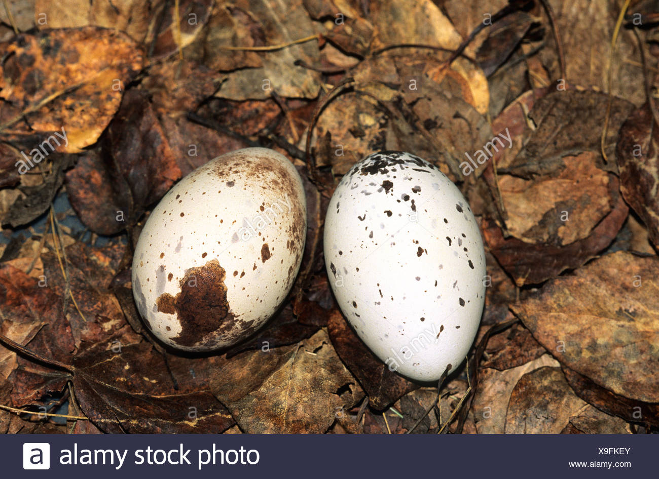 Vulture Eggs Stock Photos & Vulture Eggs Stock Images - Alamy