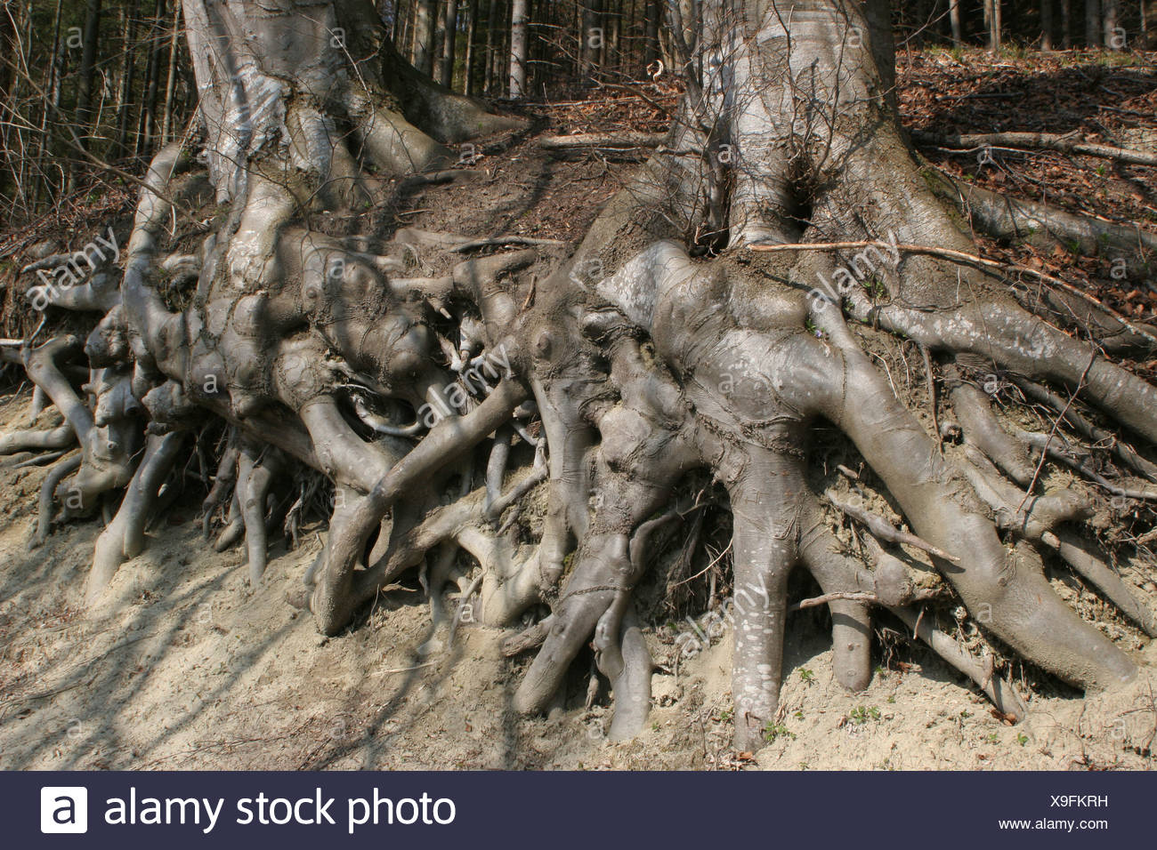 Exposed Beech Tree Roots High Resolution Stock Photography and Images ...