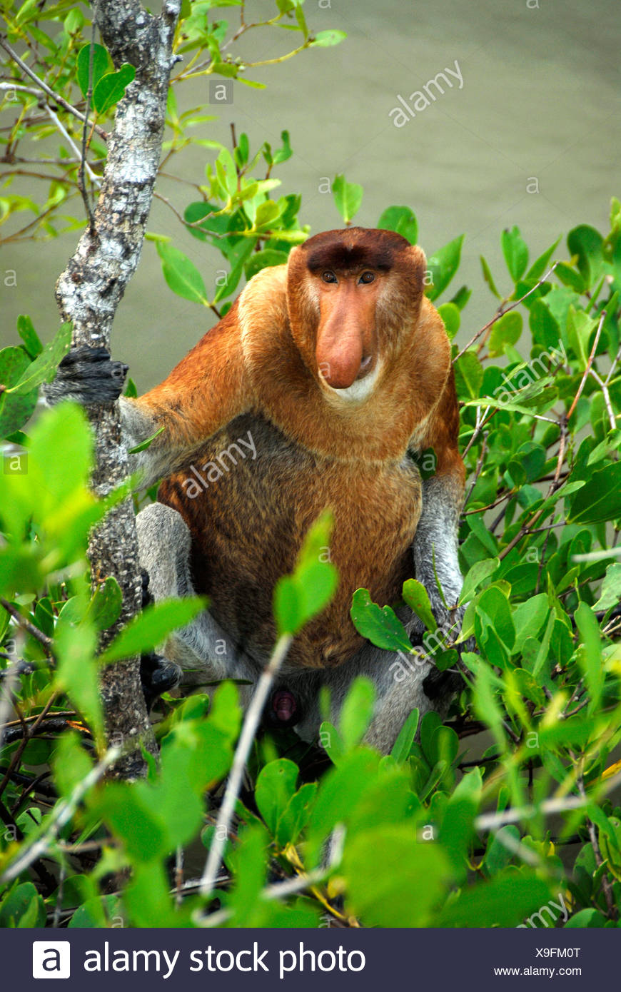 Mangrove Species High Resolution Stock Photography and Images - Alamy