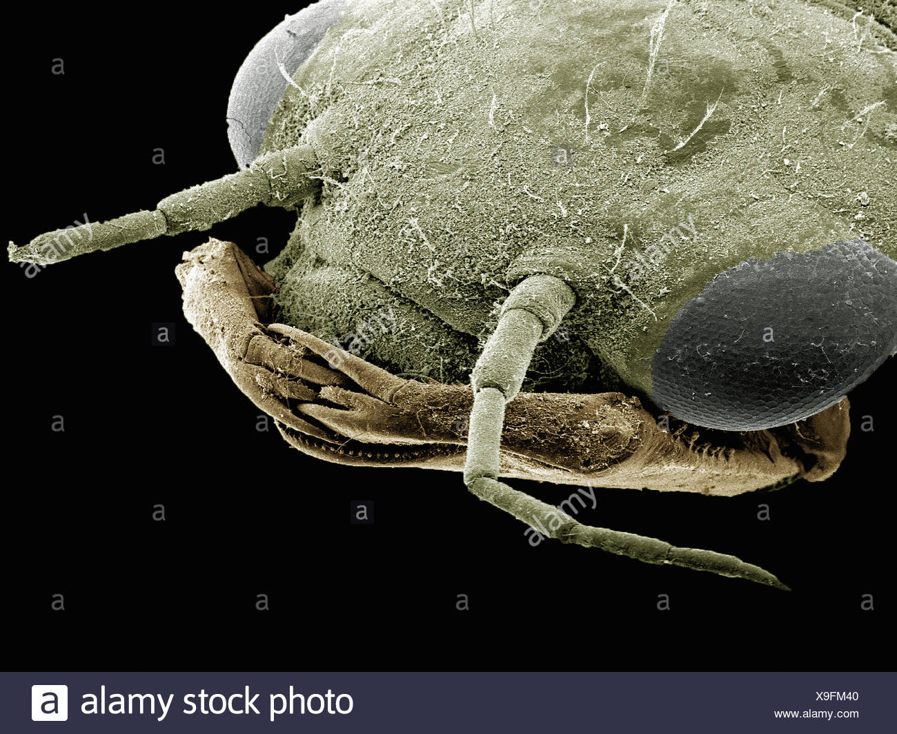 Odonata High Resolution Stock Photography and Images - Alamy