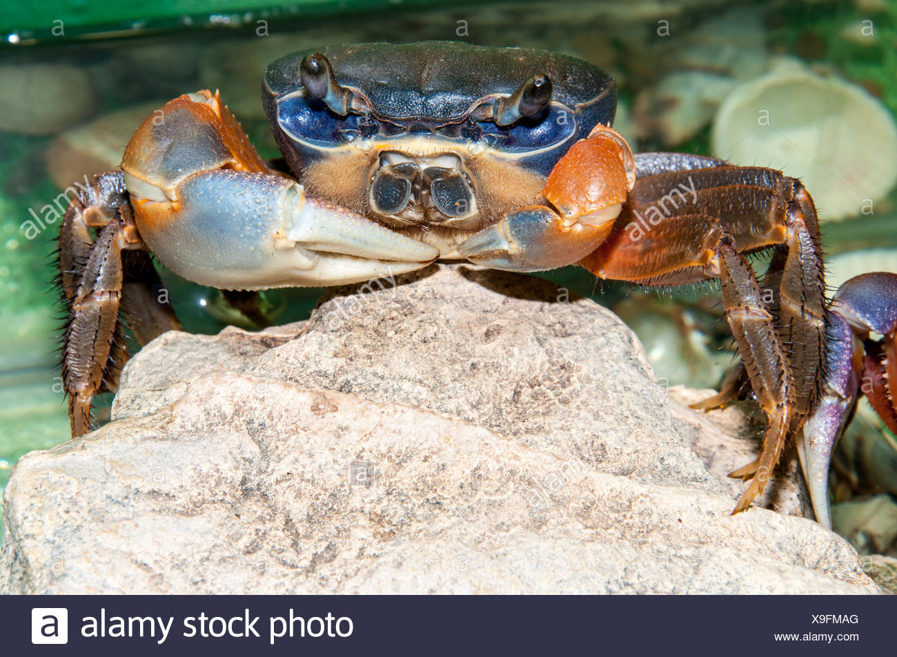 Cardisoma High Resolution Stock Photography and Images - Alamy
