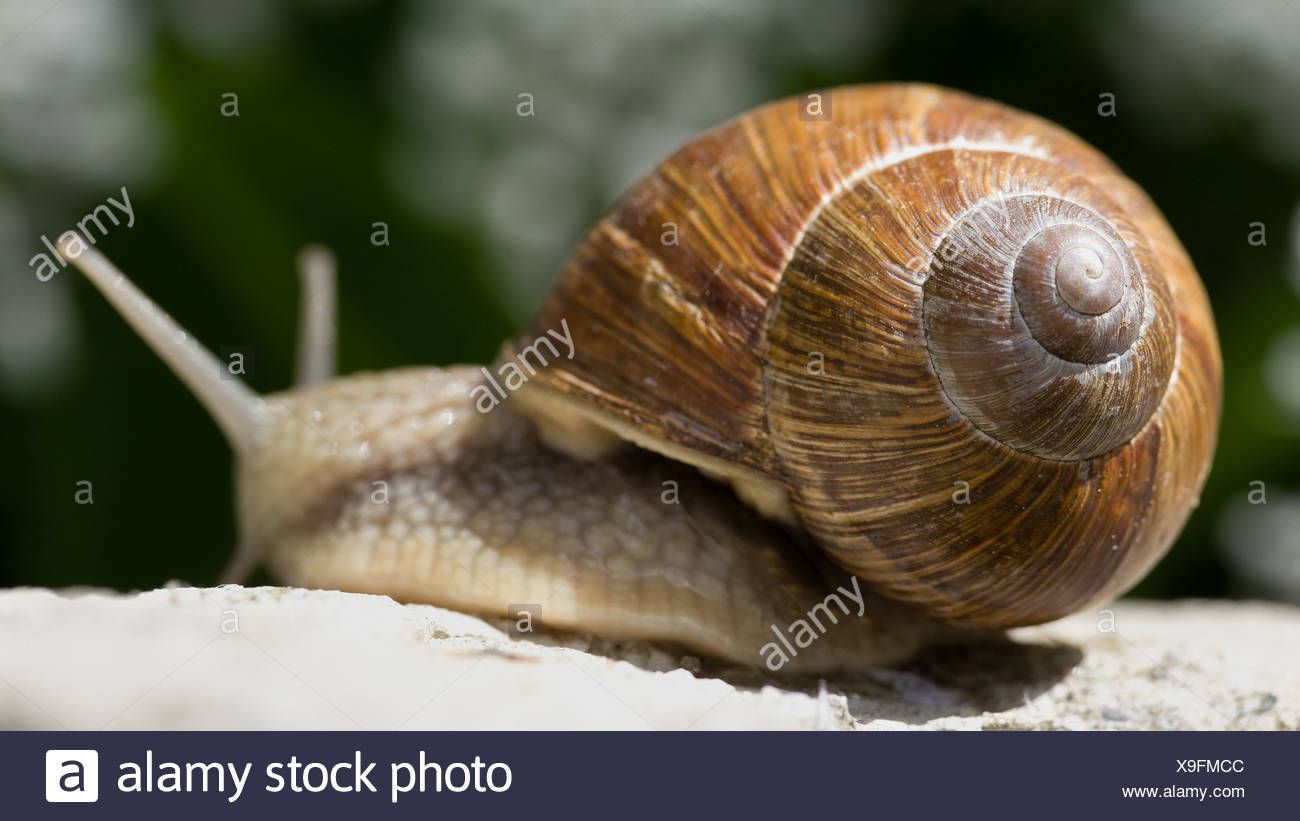 Molluscs High Resolution Stock Photography and Images - Alamy