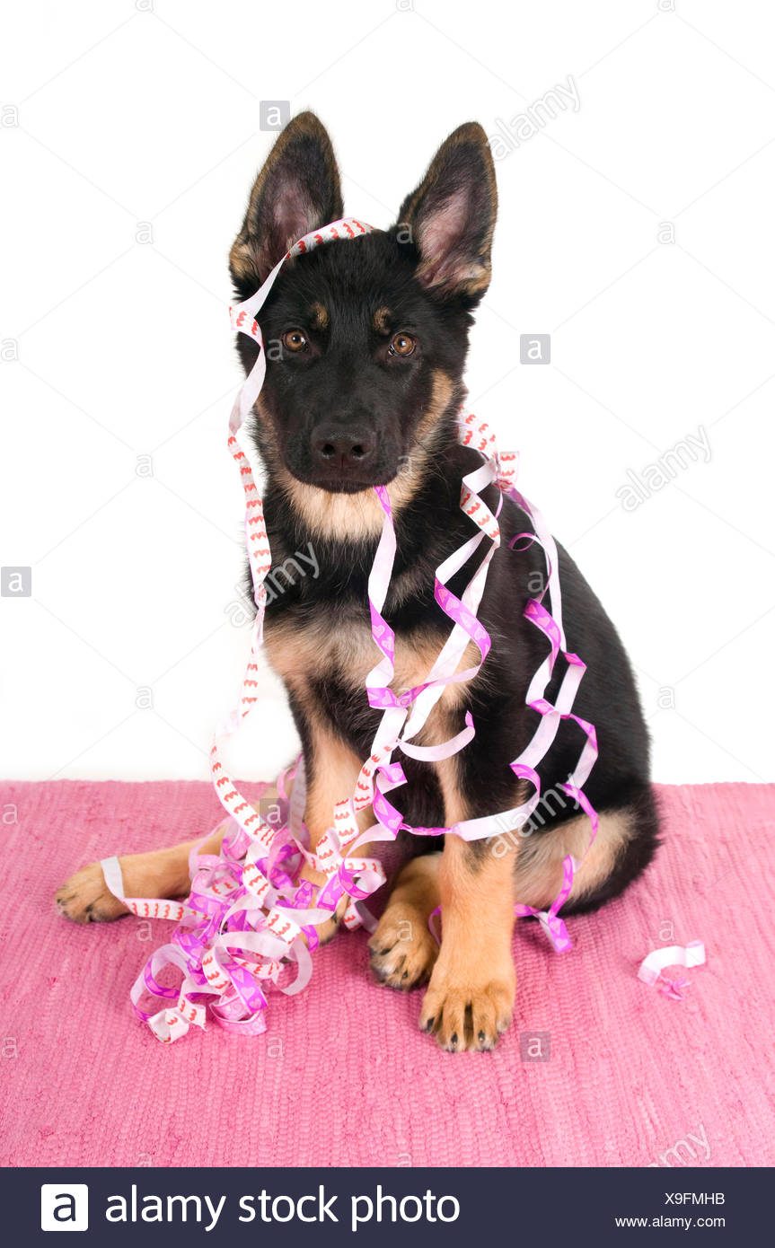 Puppy Picture High Resolution Stock Photography and Images - Alamy