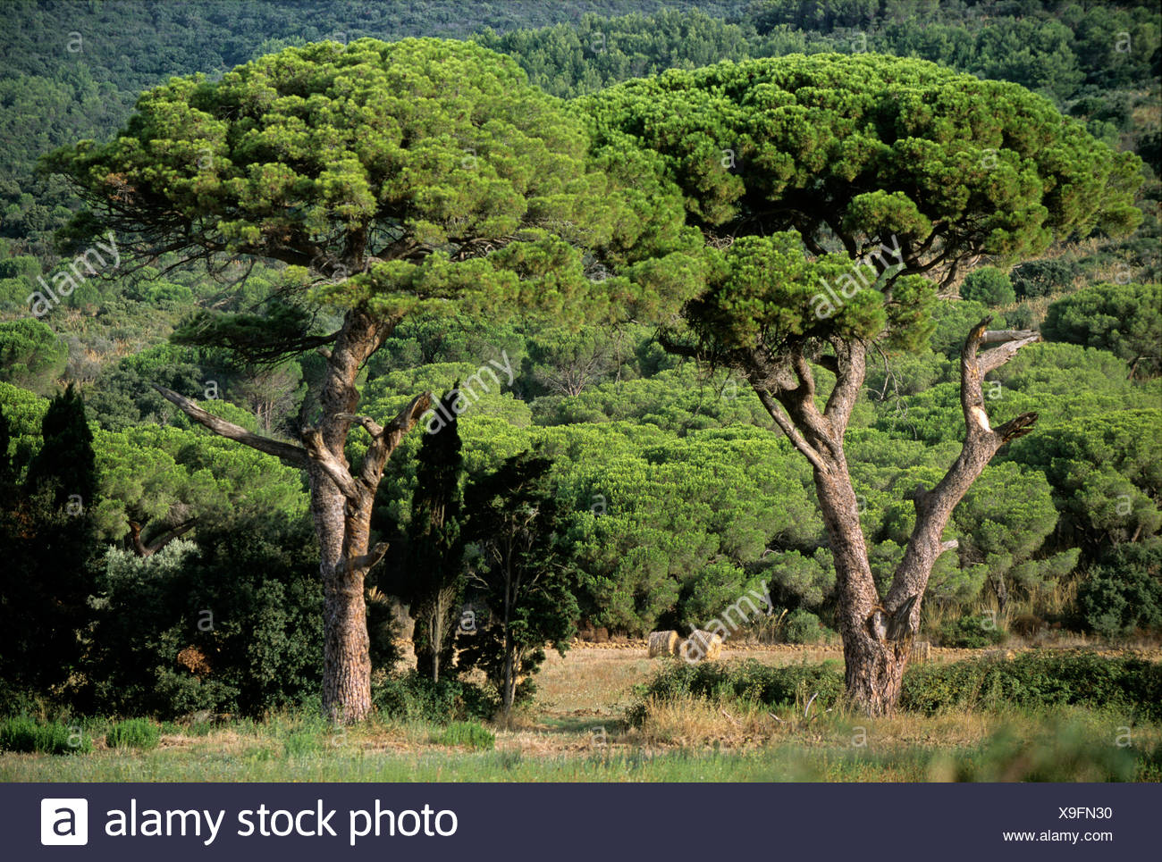 Pinien High Resolution Stock Photography and Images - Alamy