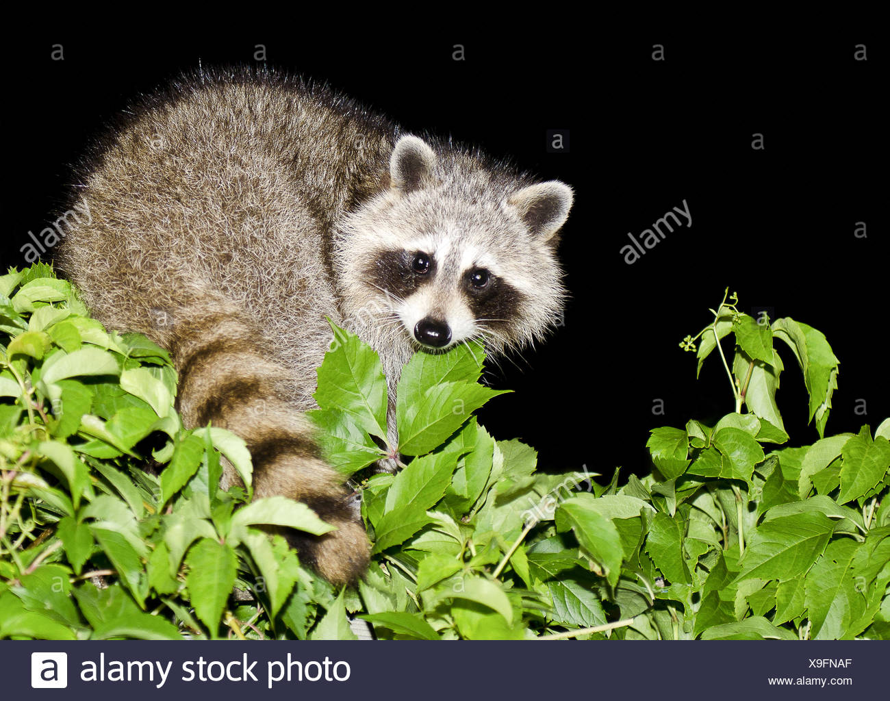 Curious Raccoon Stock Photos & Curious Raccoon Stock Images - Alamy