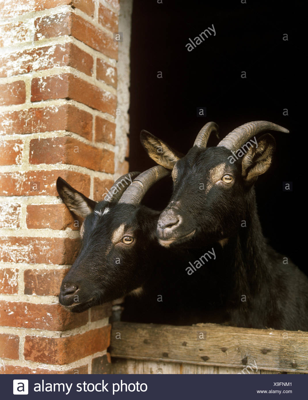 Two Goat Heads High Resolution Stock Photography and Images - Alamy