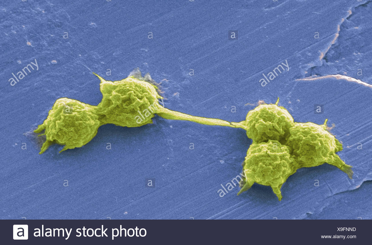 Protozoan Cysts High Resolution Stock Photography and Images - Alamy