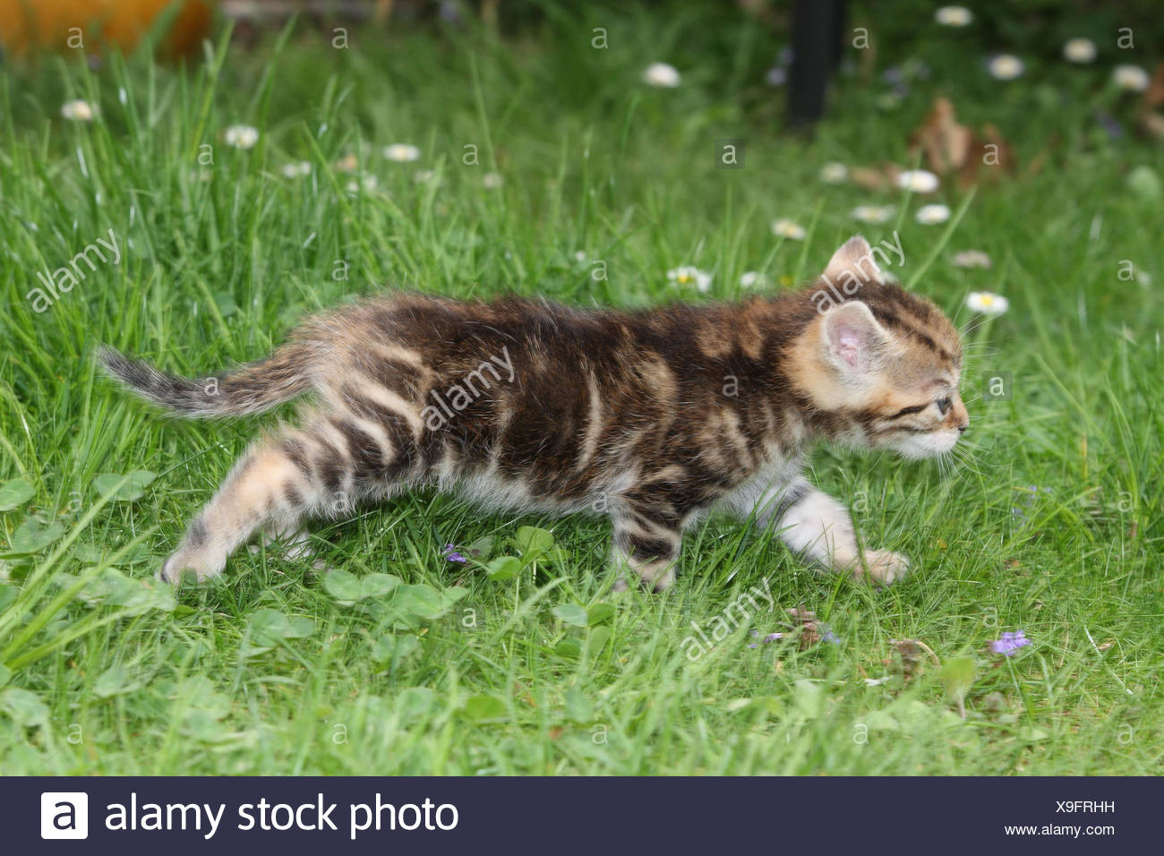 European Cat High Resolution Stock Photography and Images - Alamy