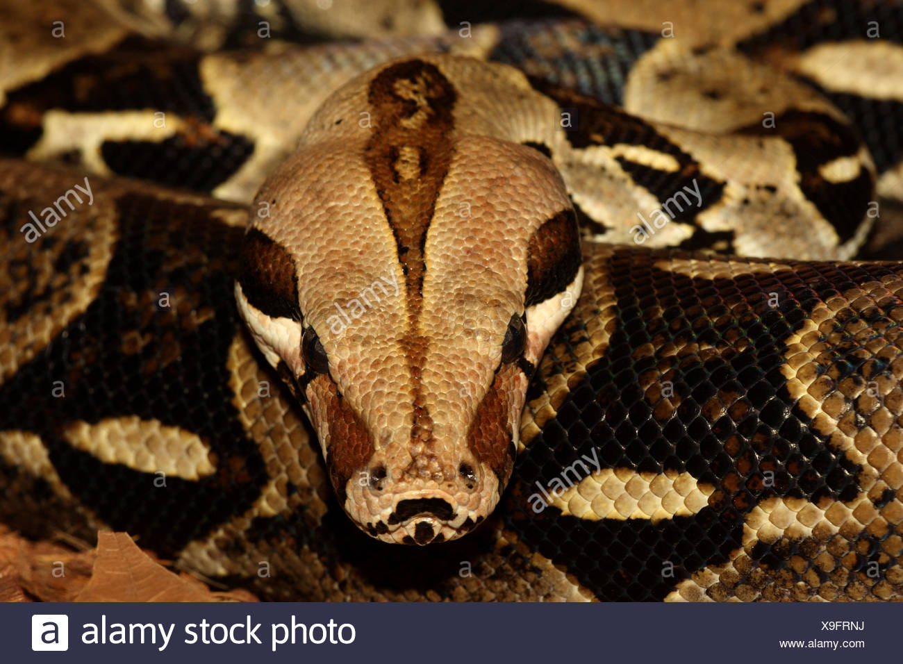 Red Tailed Boa Constrictor High Resolution Stock Photography and Images ...