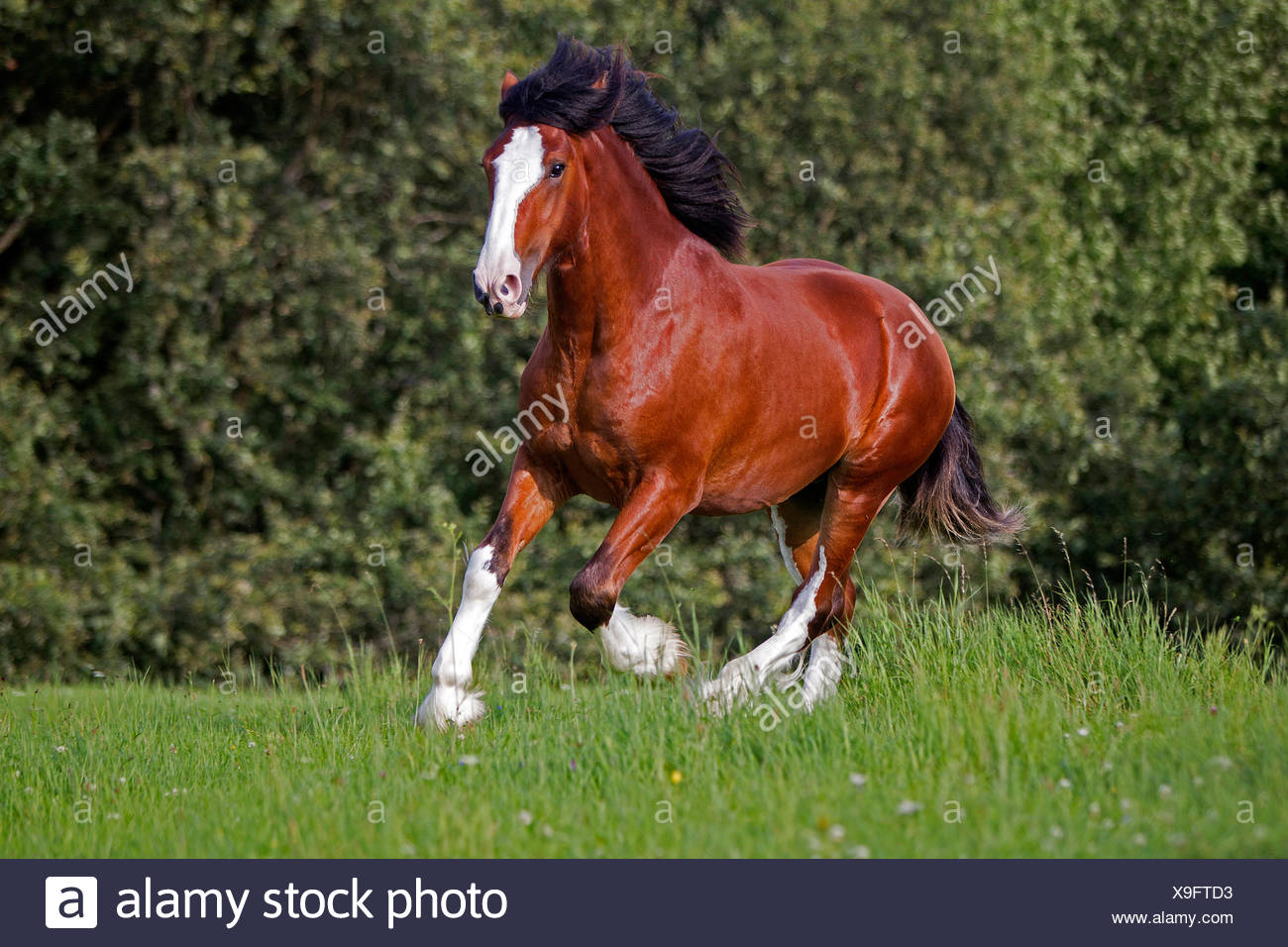 Shire Draft Horse Stallion Stock Photos & Shire Draft Horse Stallion ...