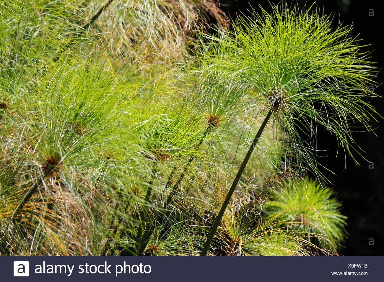 Papyrus Papyrus Plant High Resolution Stock Photography and Images - Alamy