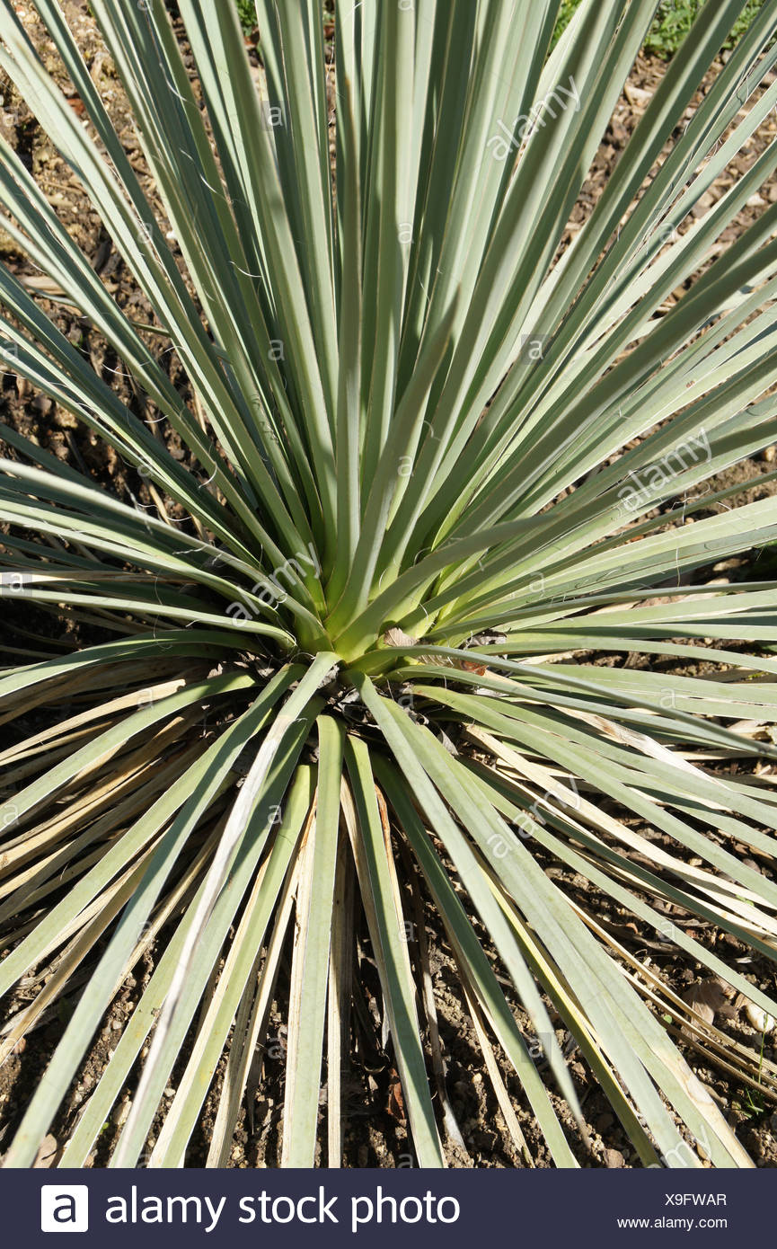 Yucca Angustifolia High Resolution Stock Photography and Images - Alamy