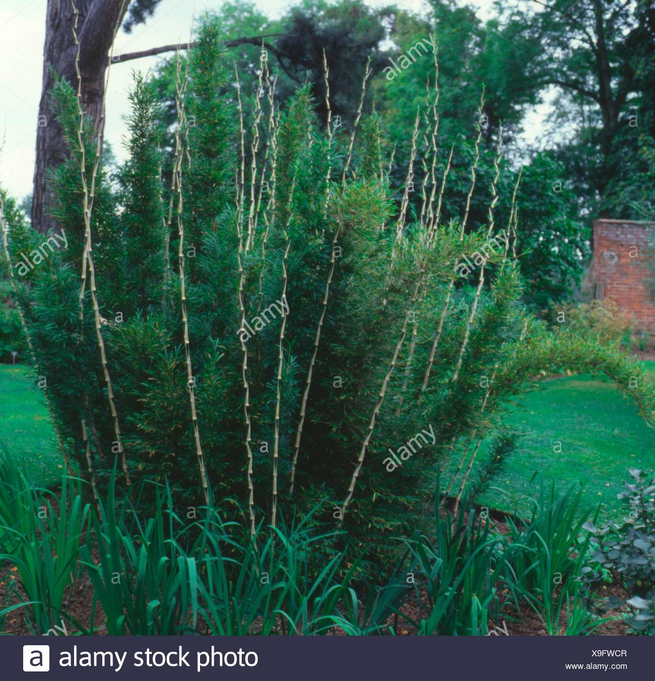 Chusquea High Resolution Stock Photography and Images - Alamy