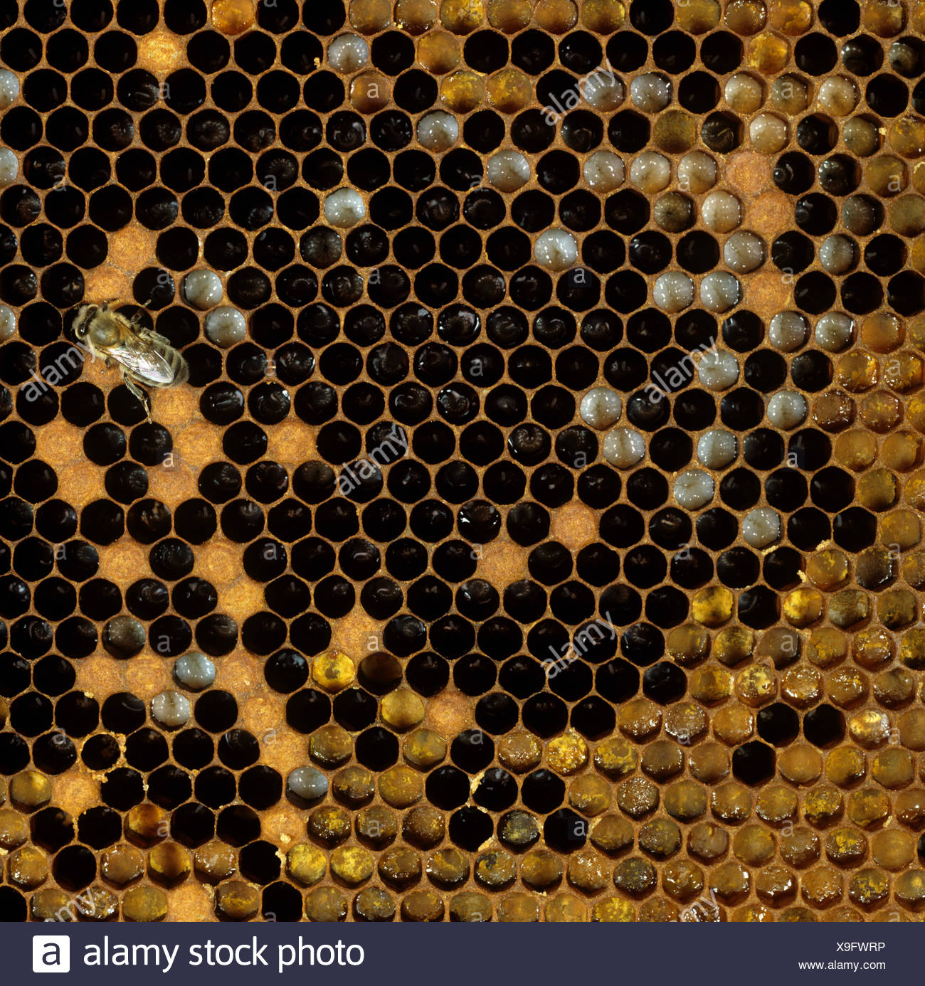 Larvae Cells High Resolution Stock Photography and Images - Alamy
