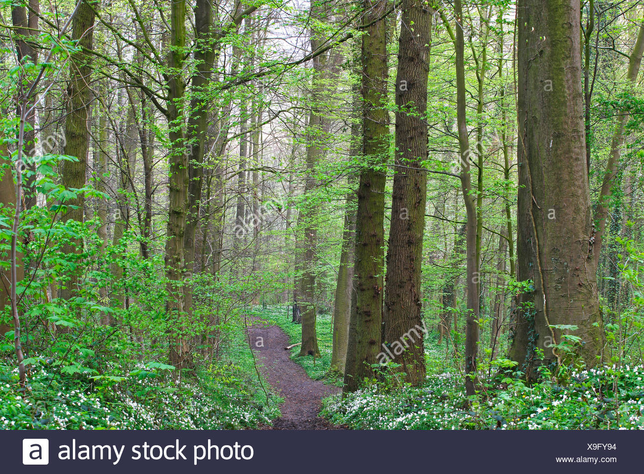 Ardennes Forest, Belgium Stock Photos & Ardennes Forest, Belgium Stock ...