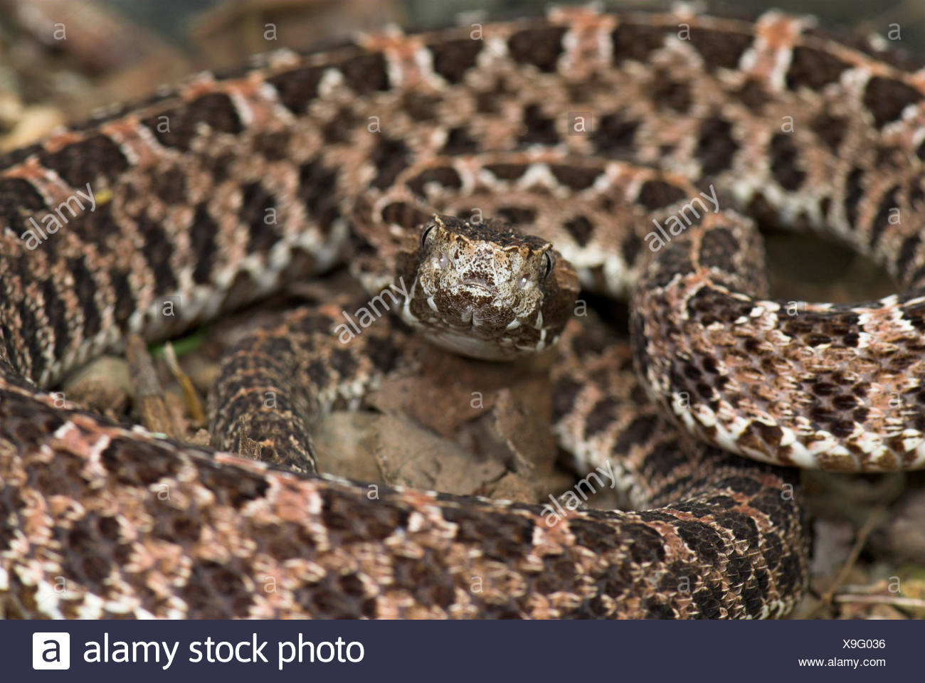 Porthidium Ophryomegas High Resolution Stock Photography and Images - Alamy