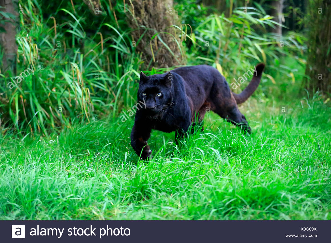 Black Panther Animal Walking High Resolution Stock Photography and ...